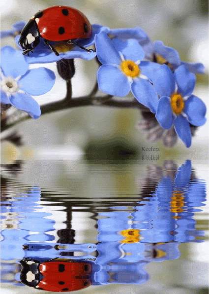 Solve Ladybug reflection in water jigsaw puzzle online with 35 pieces