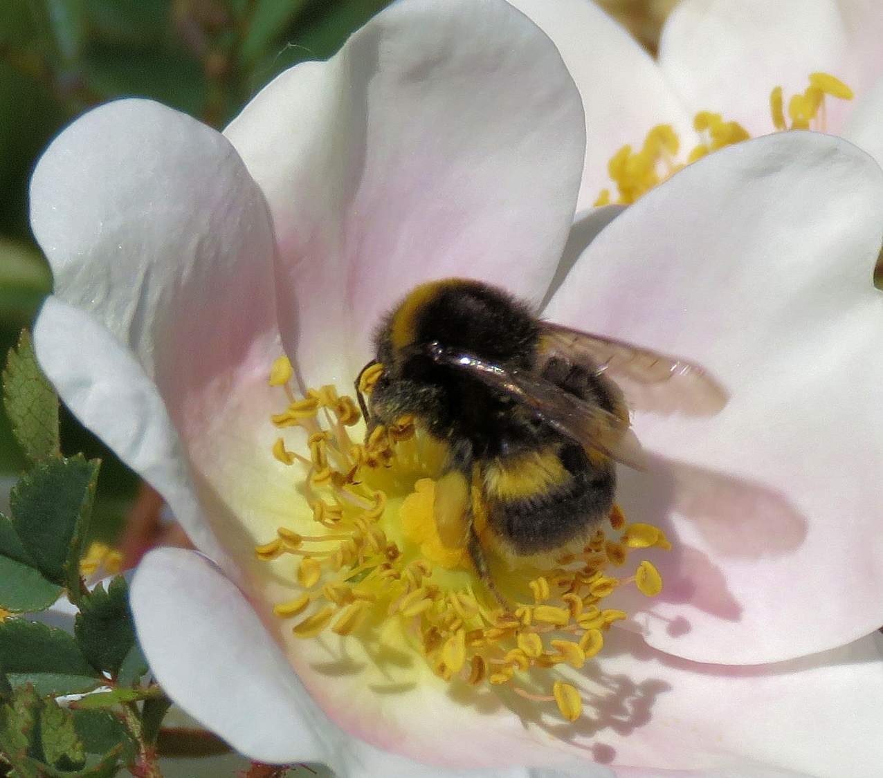 Solve buff-tailed bumblebee on dog rose (grote aardhommel op hondsroos ...