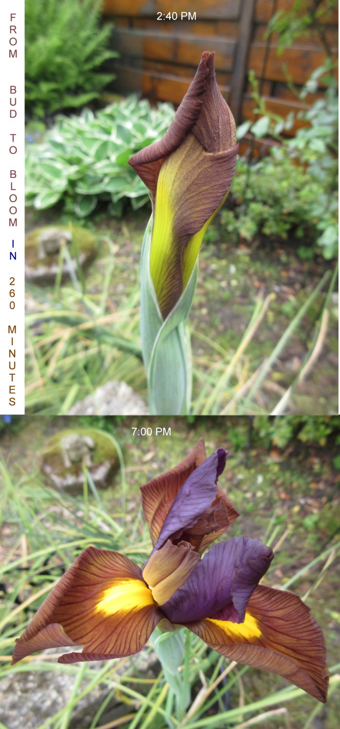 Solve Iris "Tiger Eyes". jigsaw puzzle online with 32 pieces