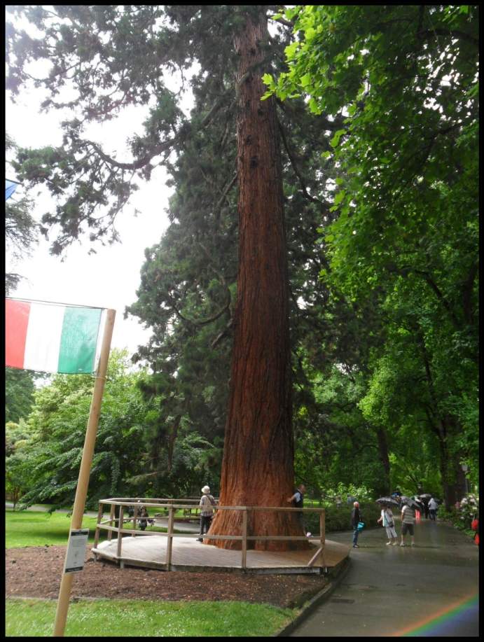 Puzzel | 12 stukjes | Strom sekvoj na ostrově Mainau... Tree Sequoia on ...