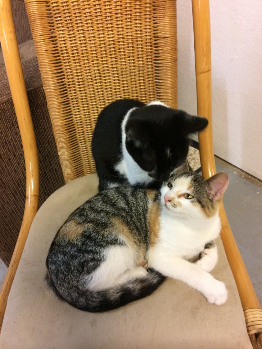 Solve The stable cats Joris and Miep (the coloured one) posing for us ...