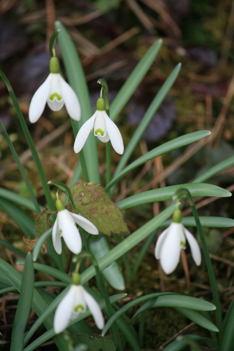 Jigsaw Puzzle | 15 pieces | 🤍🌼Spring is white🌼🤍 | Jigidi