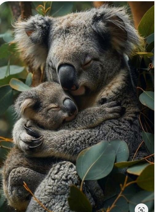 Solve Koala jigsaw puzzle online with 35 pieces