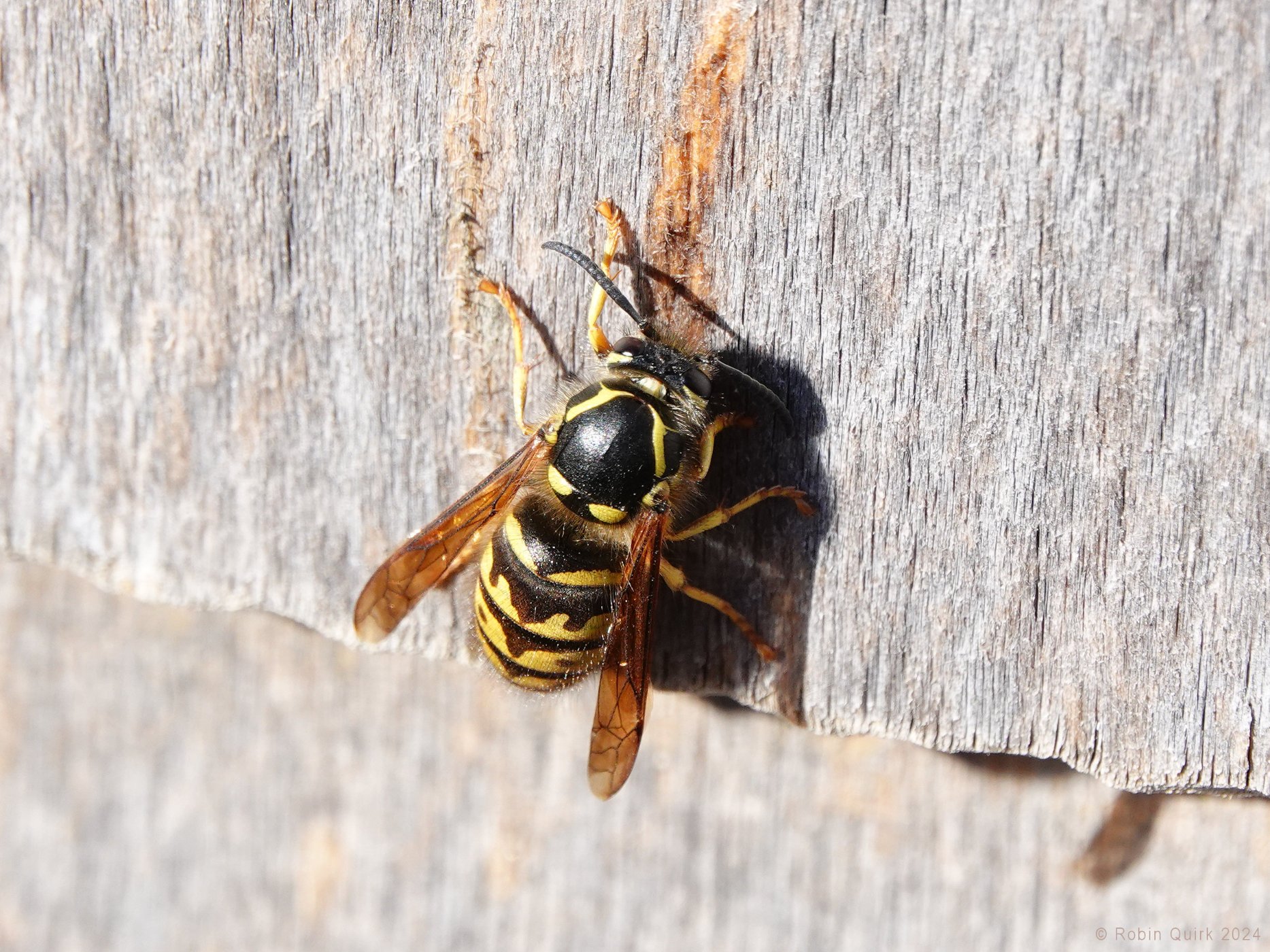 Solve A Queen Wasp jigsaw puzzle online with 70 pieces