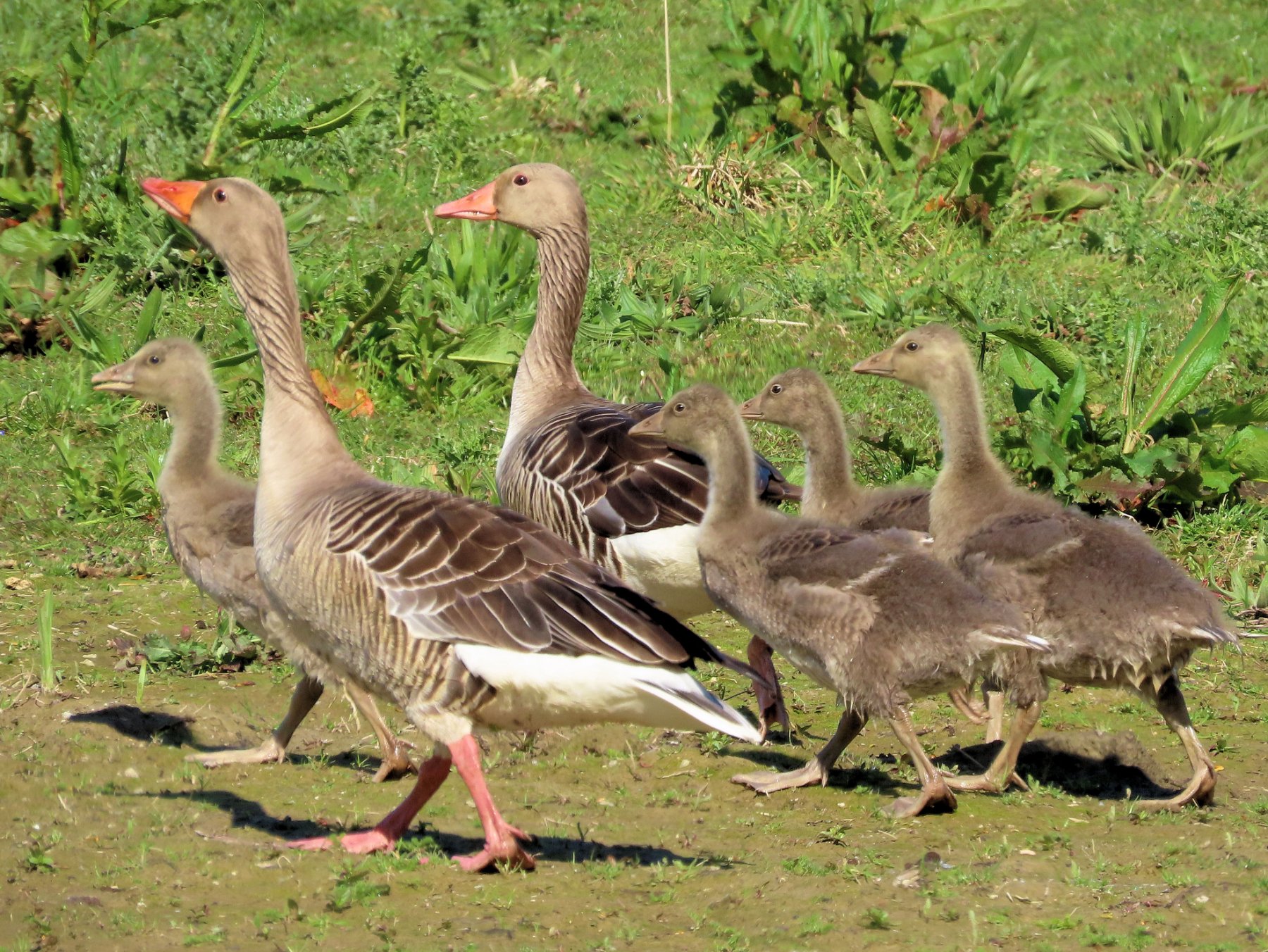 Solve greylag goose teenagers (grauwe gans pubers) jigsaw puzzle online ...