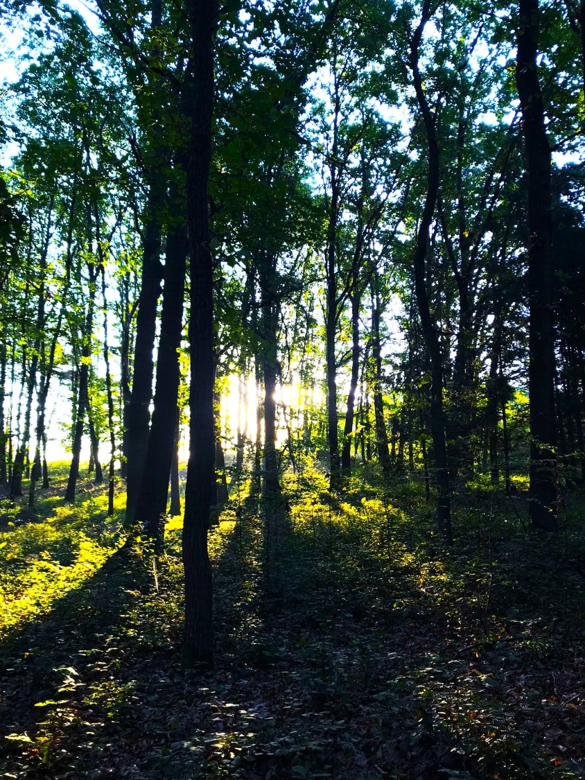 Solve Nature jigsaw puzzle online with 12 pieces