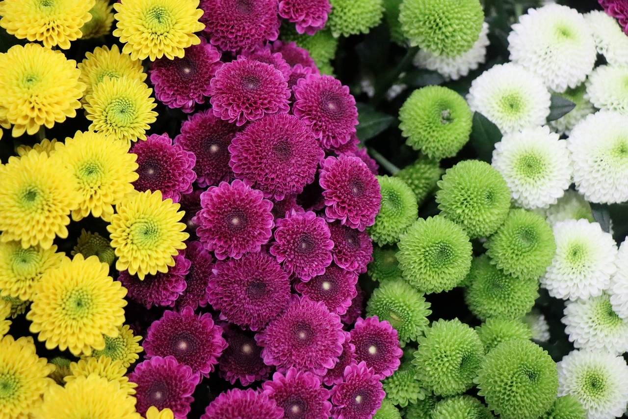 Solve colorful blooms (resize 12 - 315 pieces) jigsaw puzzle online ...