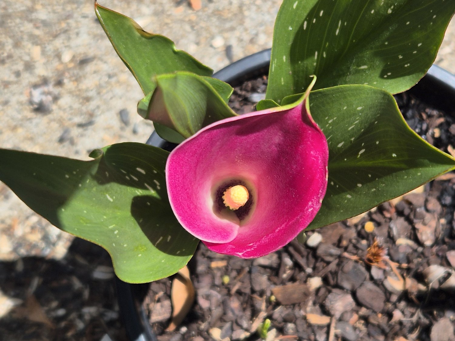 Solve Another Calla Lily jigsaw puzzle online with 35 pieces Solve Another Calla Lily jigsaw puzzle online with 35 pieces
