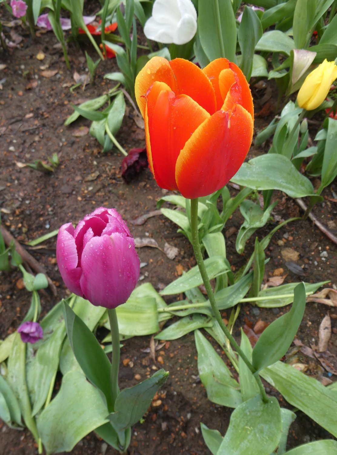 Solve Tulips jigsaw puzzle online with 154 pieces