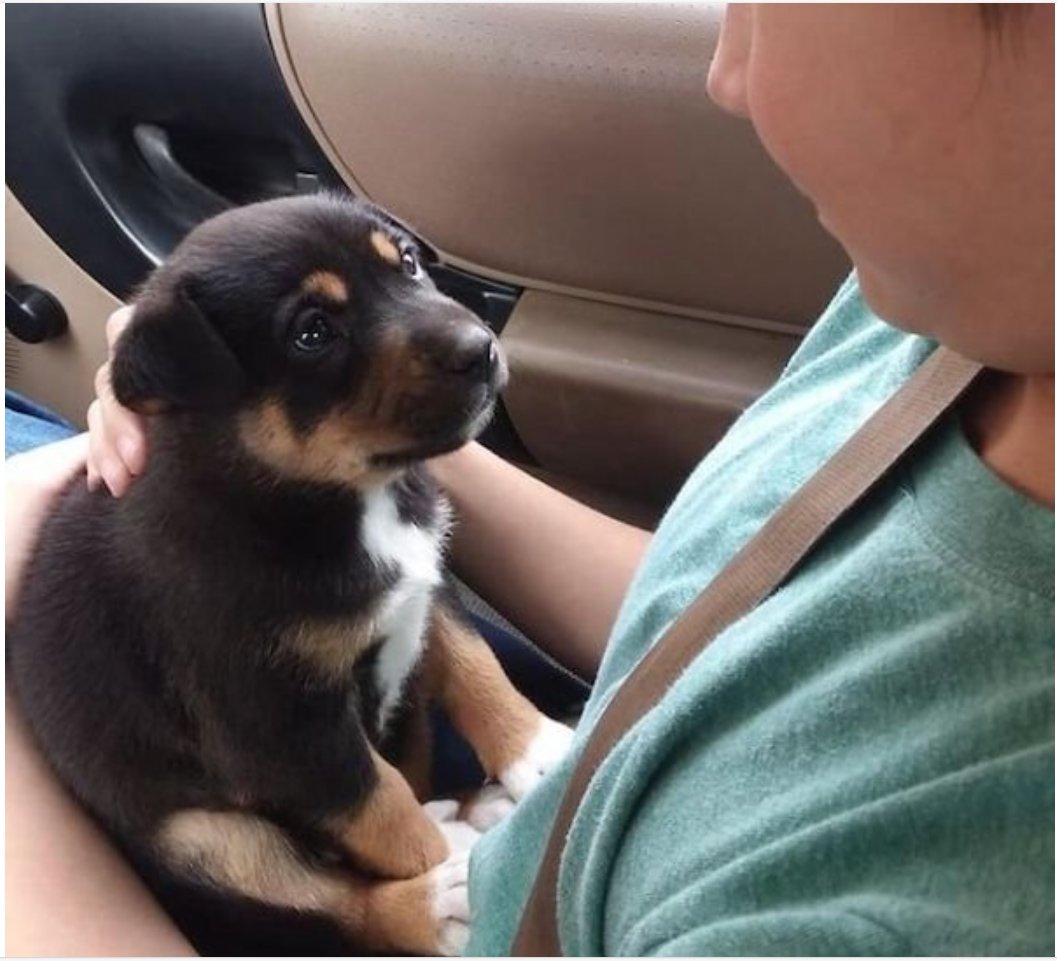 Solve My Name Is Sadie Baby...I'm Going HOME And I Adore My Person! jigsaw puzzle online with 16 ...