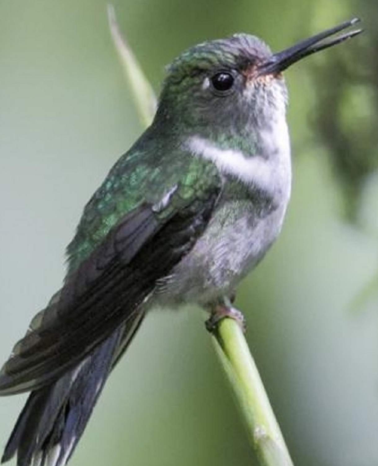 Jigsaw Puzzle | Ecuadorian Piedtail Hummingbird | 180 pieces | Jigidi