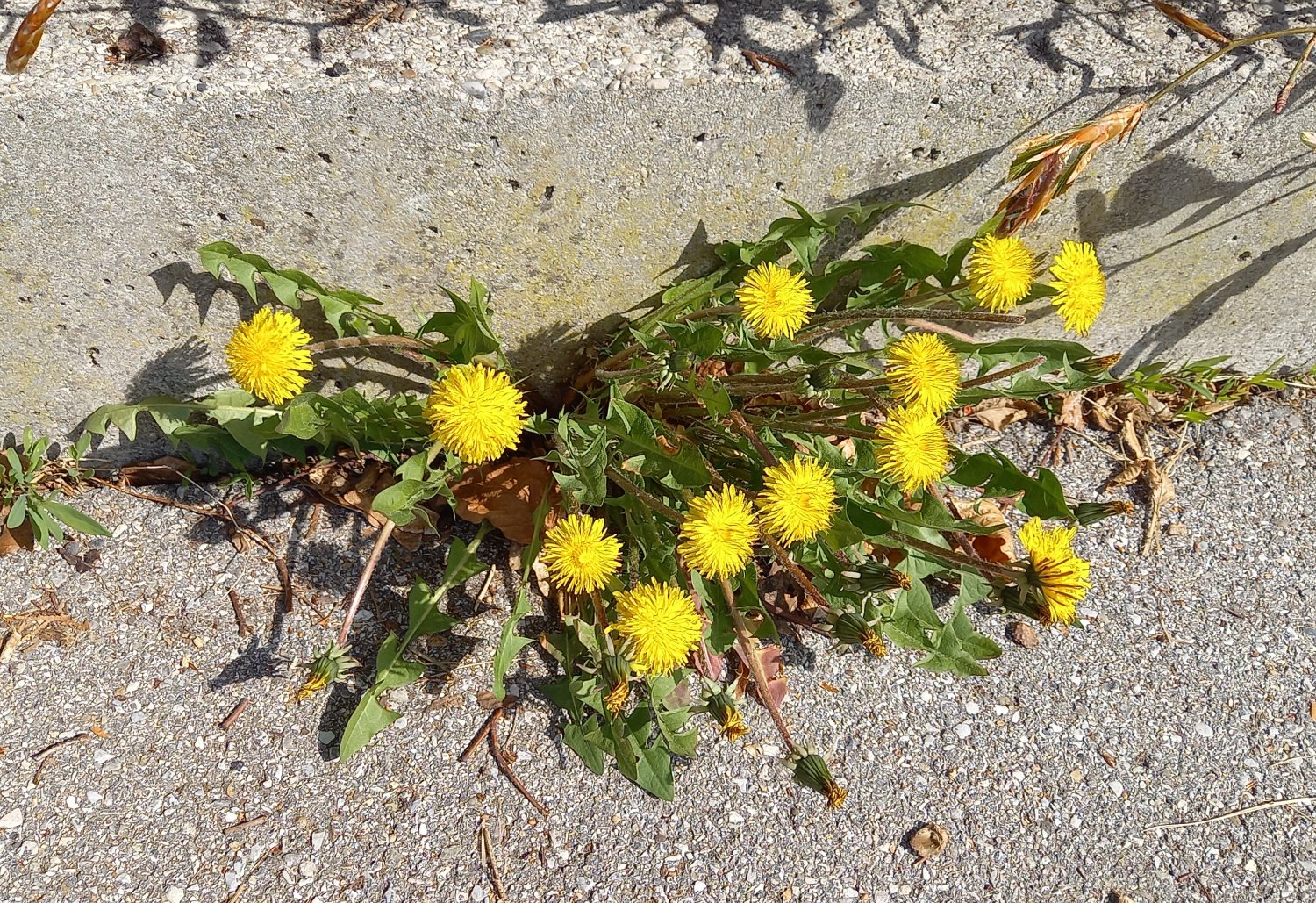 Solve Urban Biodiversity jigsaw puzzle online with 35 pieces