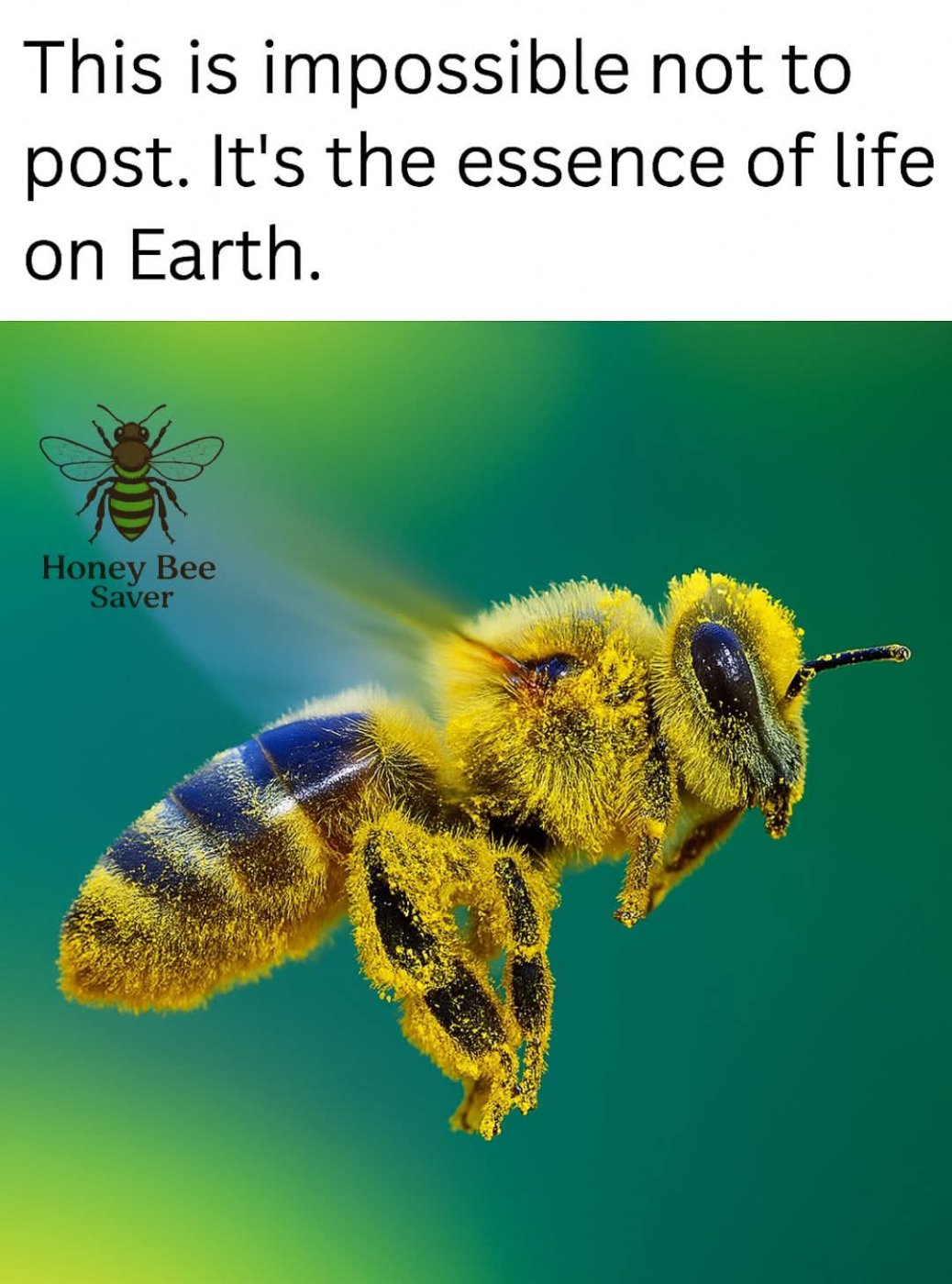 Solve Bees jigsaw puzzle online with 35 pieces