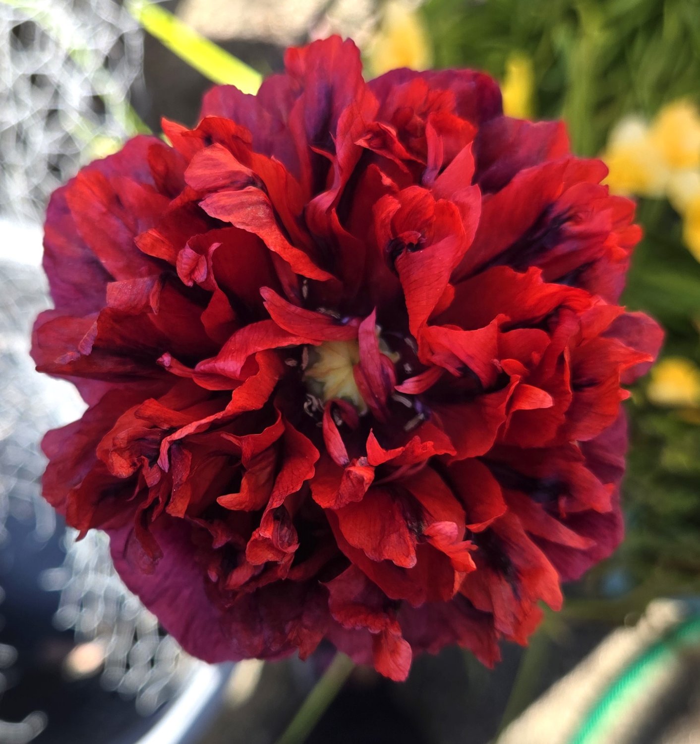 Solve Triple Frilly Poppy (resizes 9 - 600) jigsaw puzzle online with ...