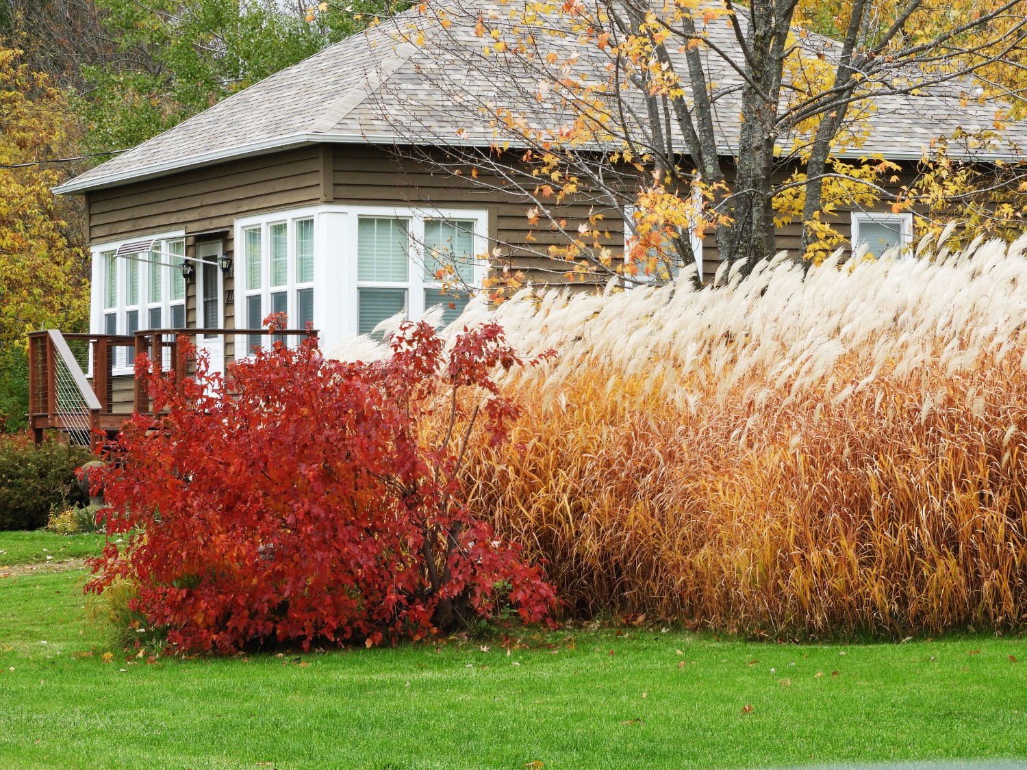 Solve Burning bush plus Chinese Silver Grass (Miscanthus Sinensis ...