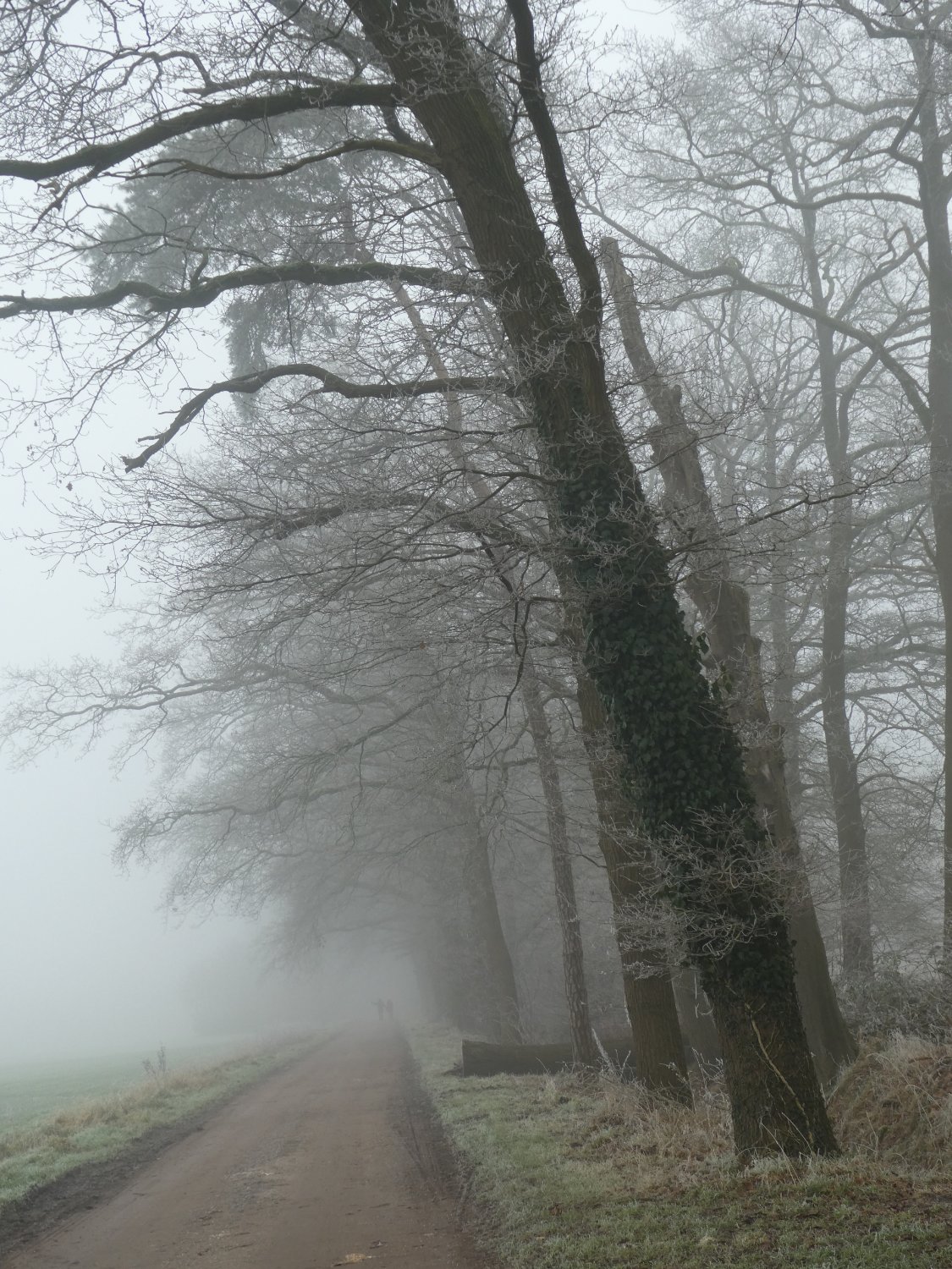 Solve Fog, frozen on trees and plants 19. Jan 2025. See the walkers in ...