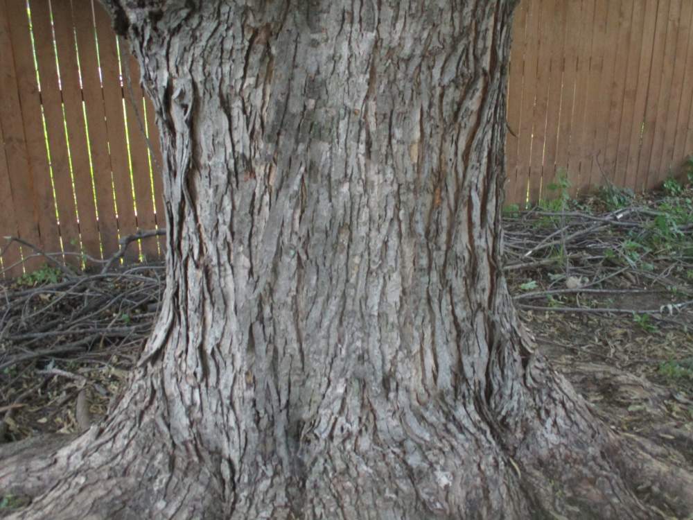 Solve The trunk of my Miracle Maple tree. jigsaw puzzle online with 12 ...