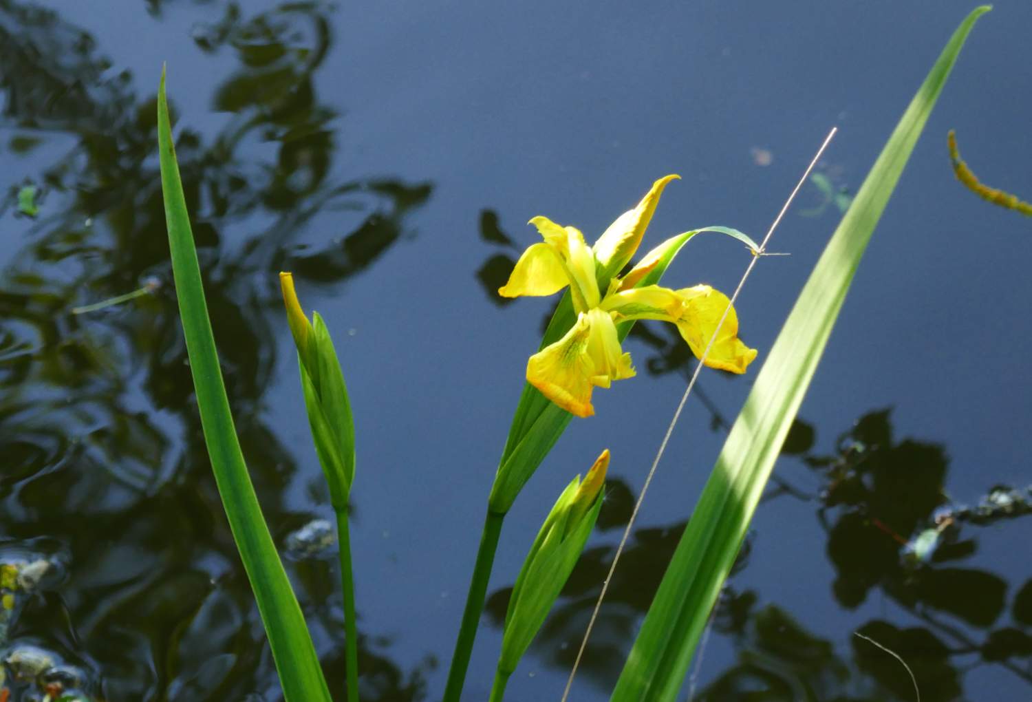 Solve Irisas jigsaw puzzle online with 77 pieces