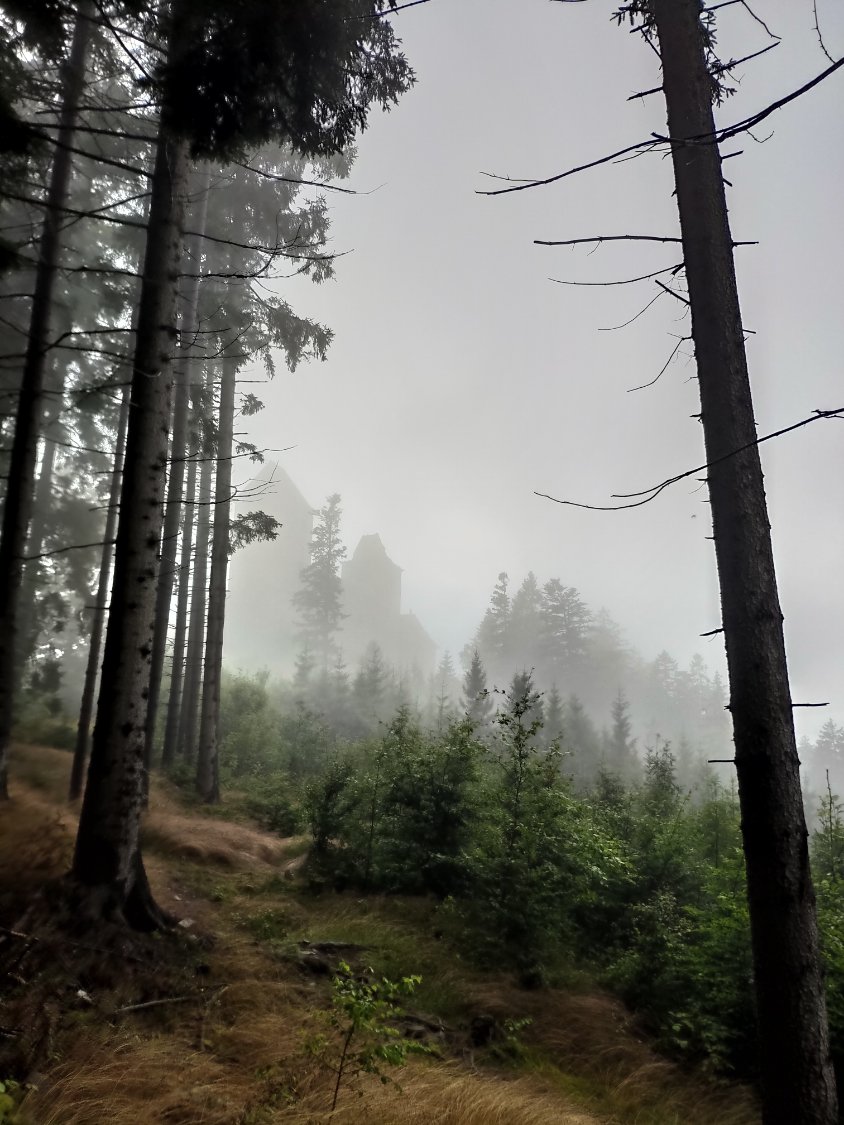 Solve 💦🌲Fog in the forest🌲💦 jigsaw puzzle online with 20 pieces