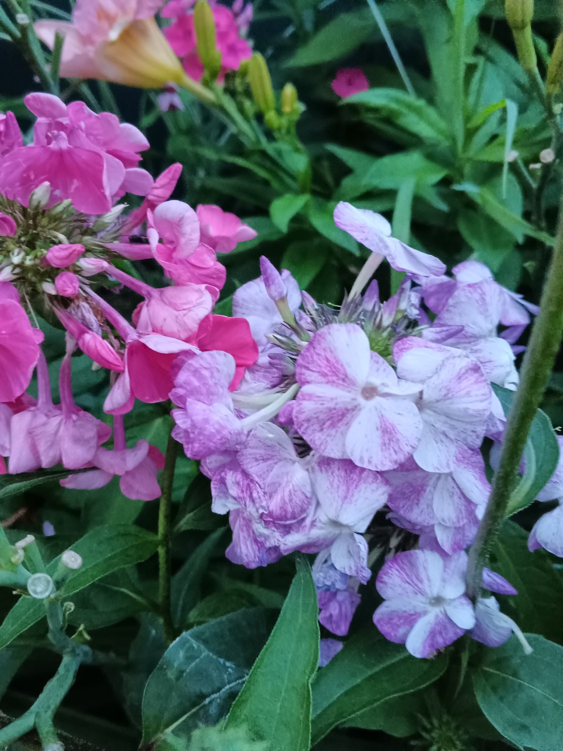 Puzzle | 374 piezas | flox | Jigidi