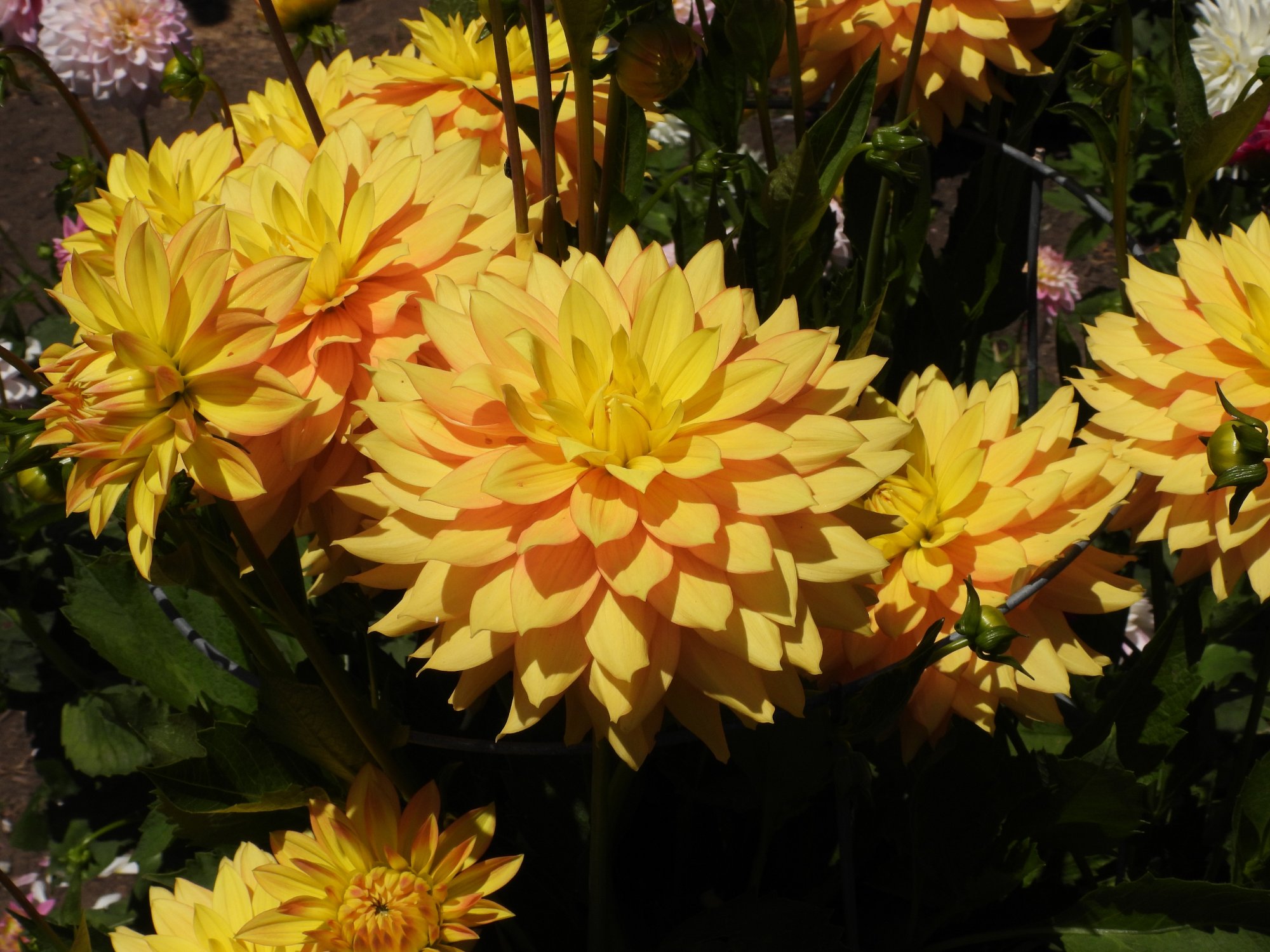 Solve Dahlia jigsaw puzzle online with 176 pieces
