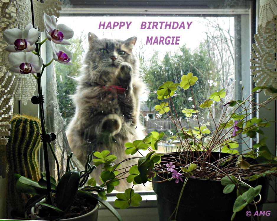 Solve Happy Birthday, Margie (KittyCounselor) jigsaw puzzle online with ...