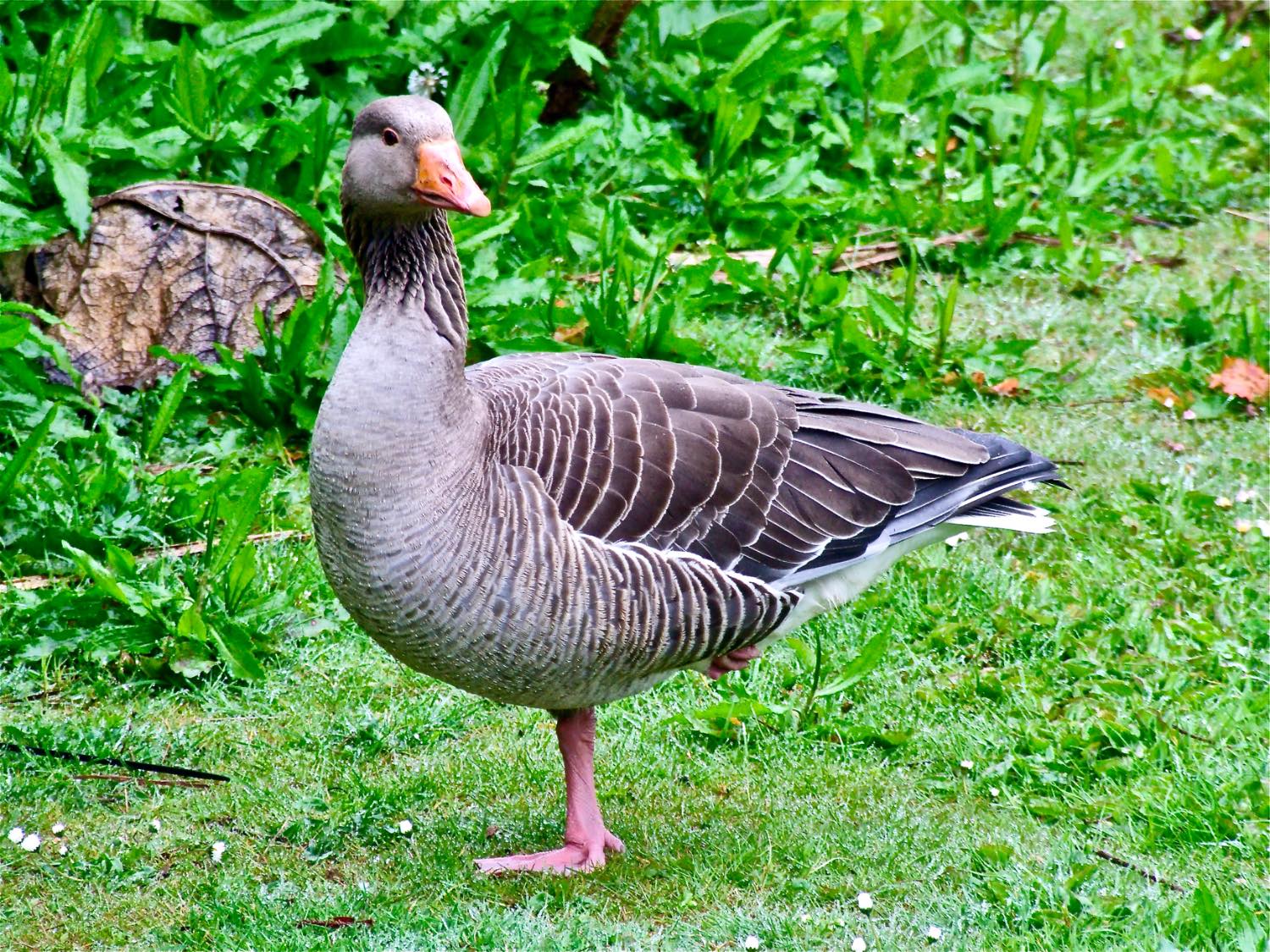Jigsaw Puzzle | Greylag Goose | 99 pieces | Jigidi