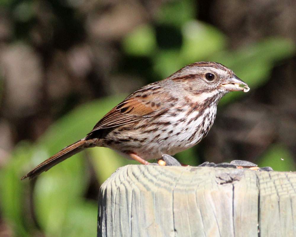 Solve Song Sparrow, Discovery Lake, San Marcos, California jigsaw puzzle online with 30 pieces