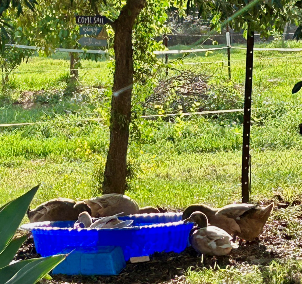 Solve Maddy’s Exclusive Luxury Duck Day Spa is open for business 🦆 ...