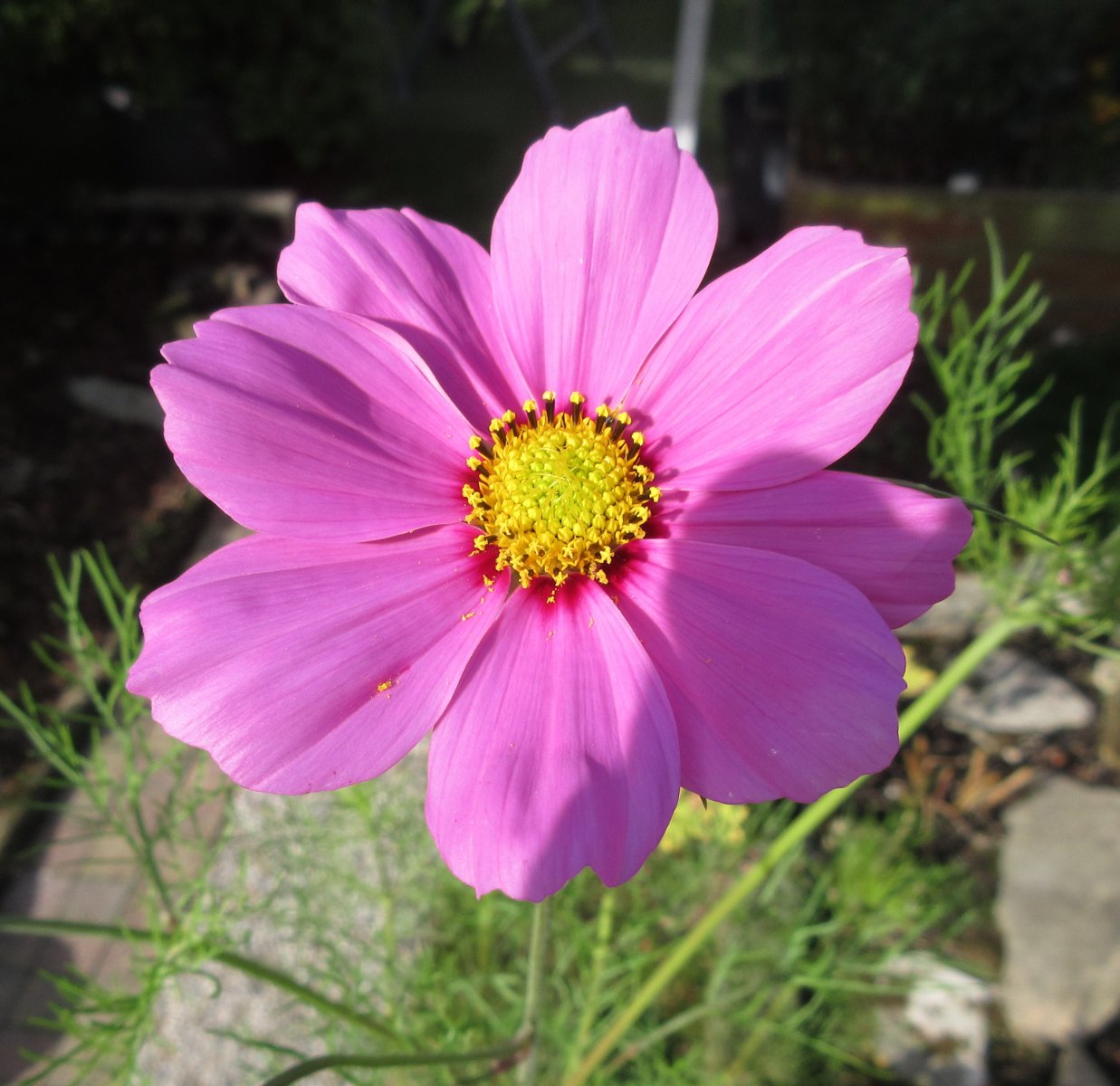 Solve Cosmos -- Cosmea jigsaw puzzle online with 36 pieces