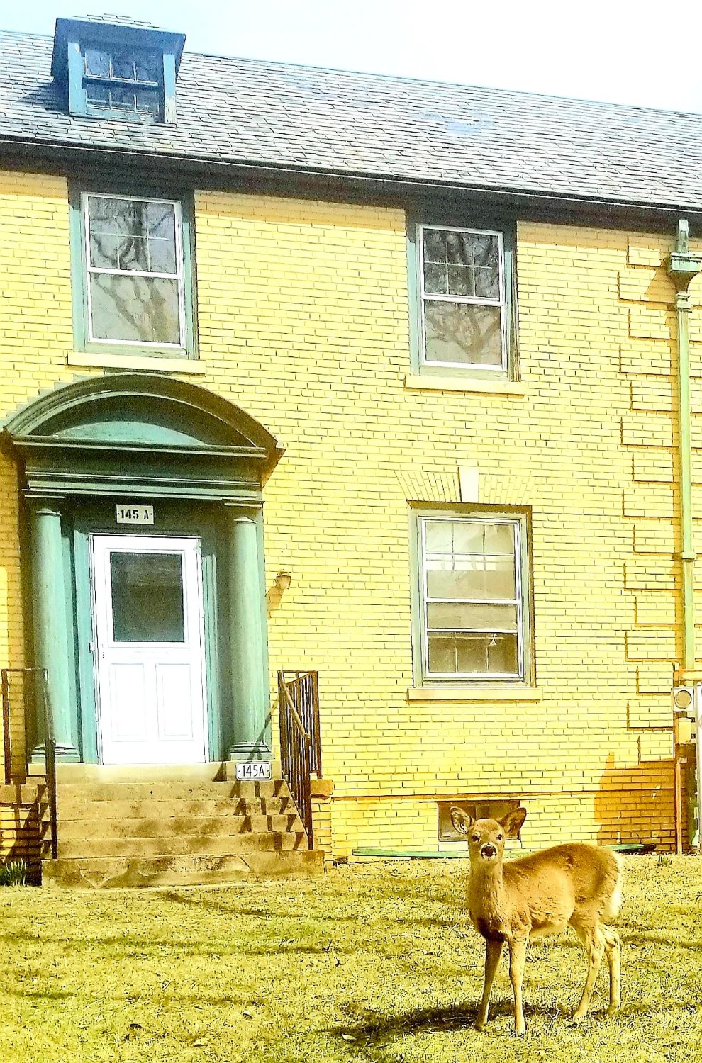 Solve Deer at Sandy Hook, NJ, Early Spring 2 jigsaw puzzle online with ...