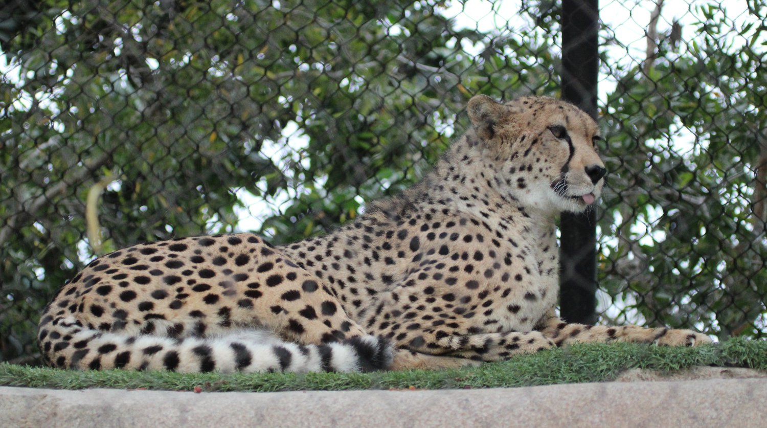 Solve Cheetah at the Zoo, San Diego, California jigsaw puzzle online ...