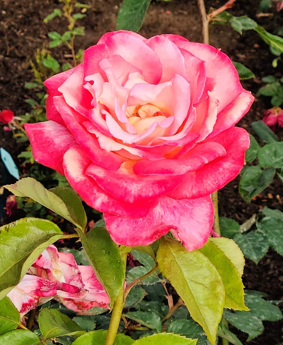 Solve Big Rose Blossom jigsaw puzzle online with 72 pieces