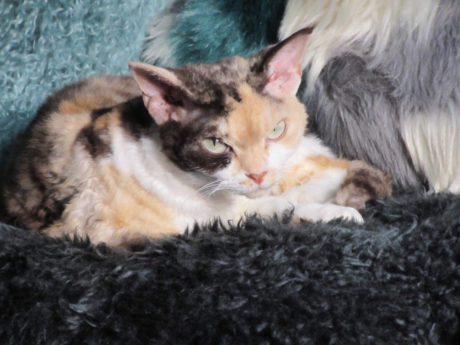 Solve 1 chocolate calico Devon Rex jigsaw puzzle online with 48 pieces