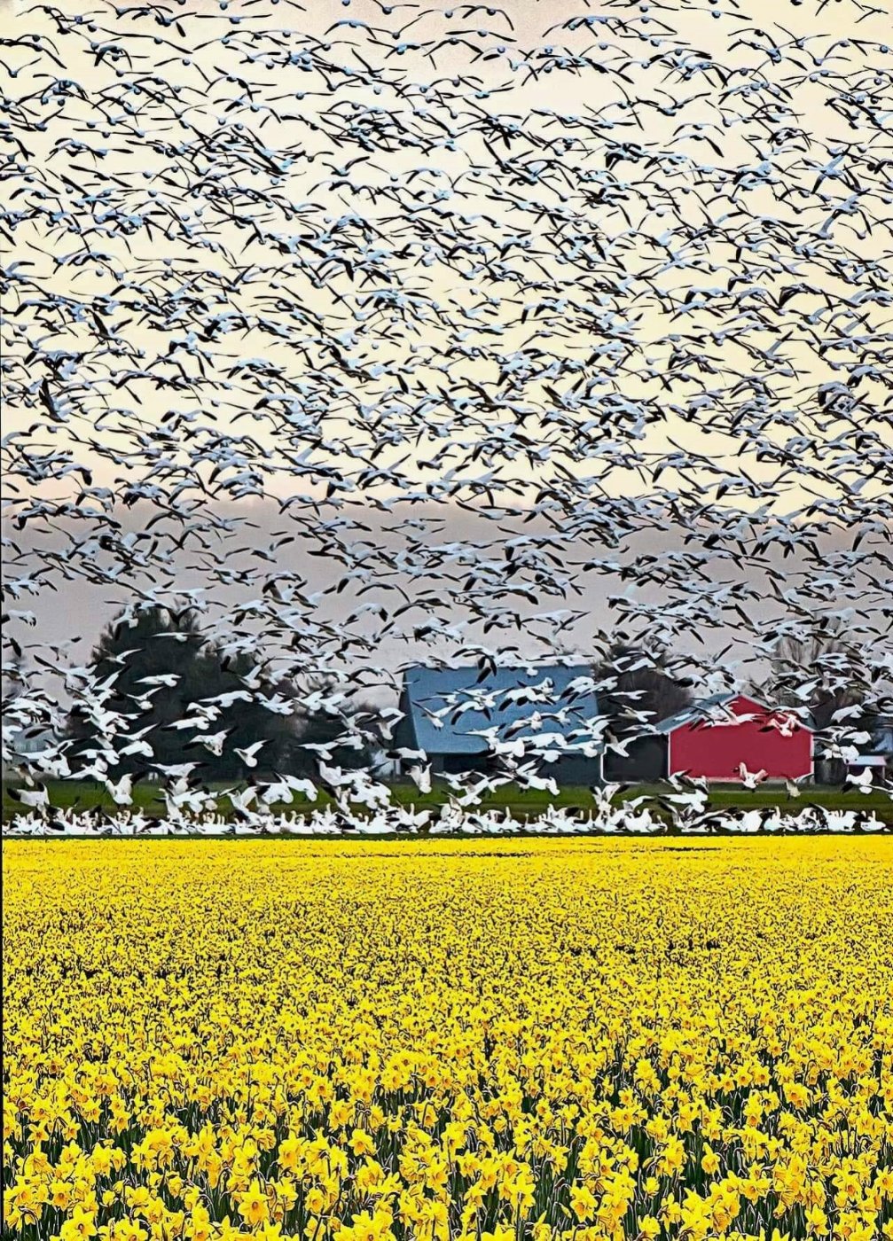 Solve Listen to the birds jigsaw puzzle online with 35 pieces