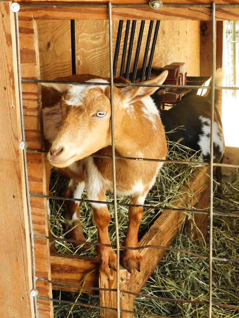 Solve Little Rascal jigsaw puzzle online with 20 pieces