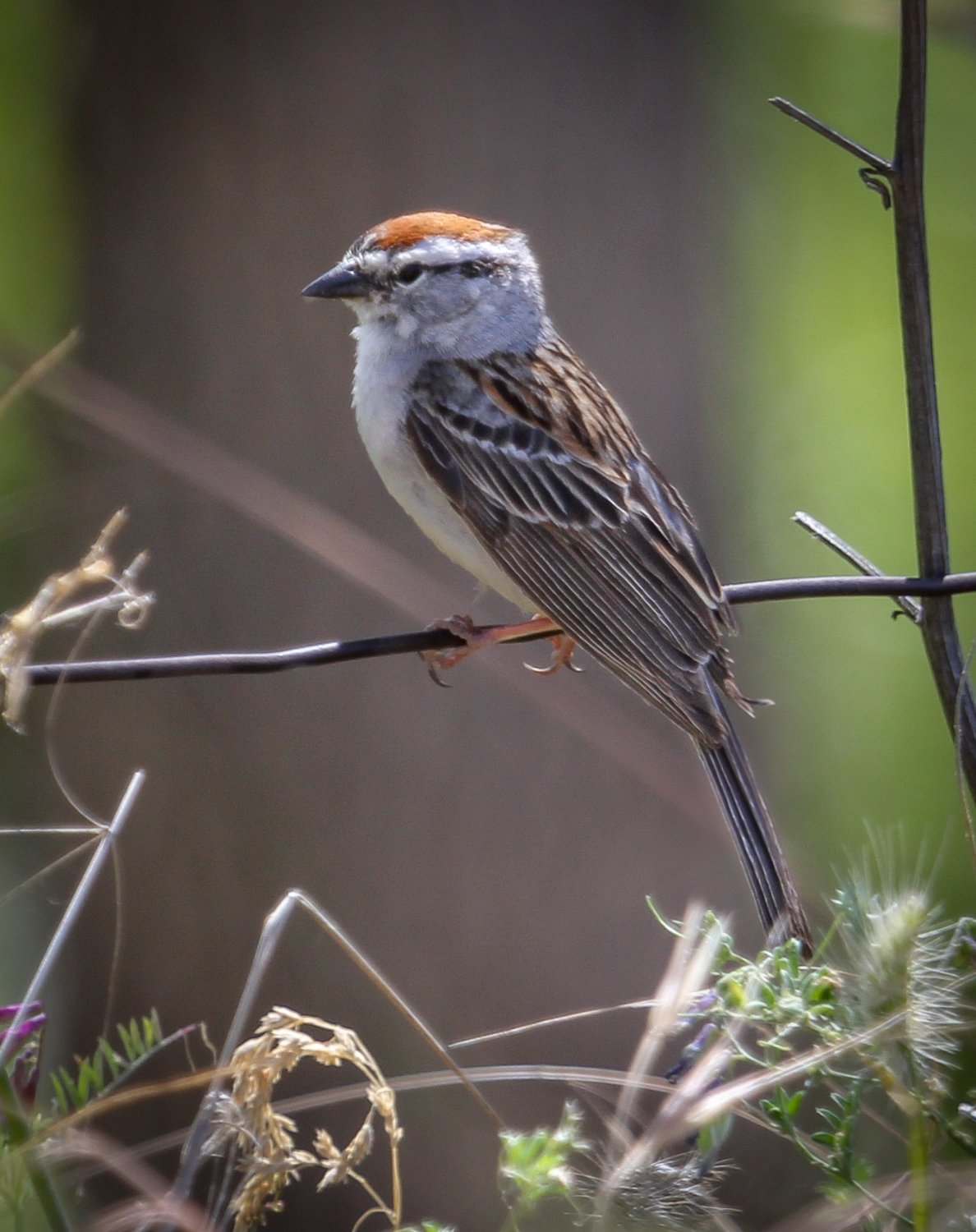 Jigsaw Puzzle | 80 pieces | CHIPPING SPARROW | Jigidi