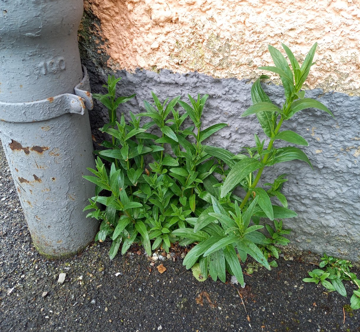 Solve Urban Biodiversity - Follow-up jigsaw puzzle online with 25 pieces