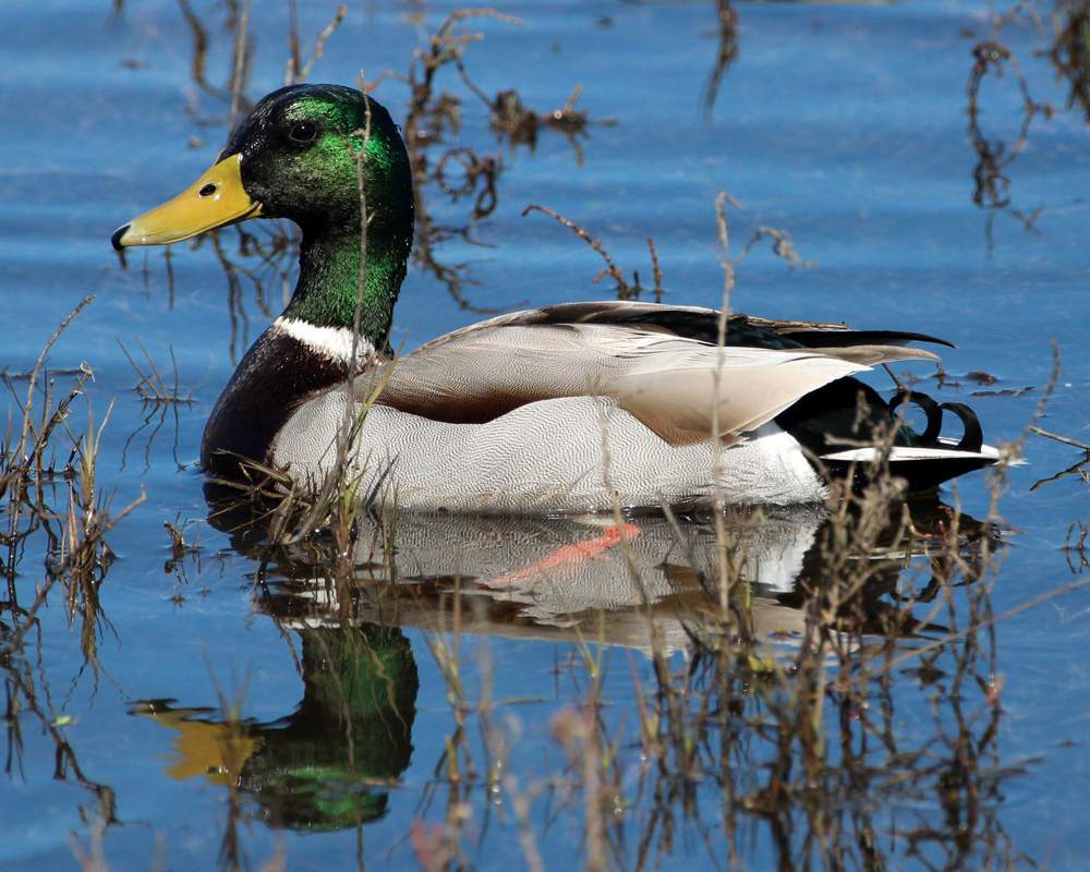 Solve Mallard Male, Famosa Slough, San Diego, California jigsaw puzzle ...
