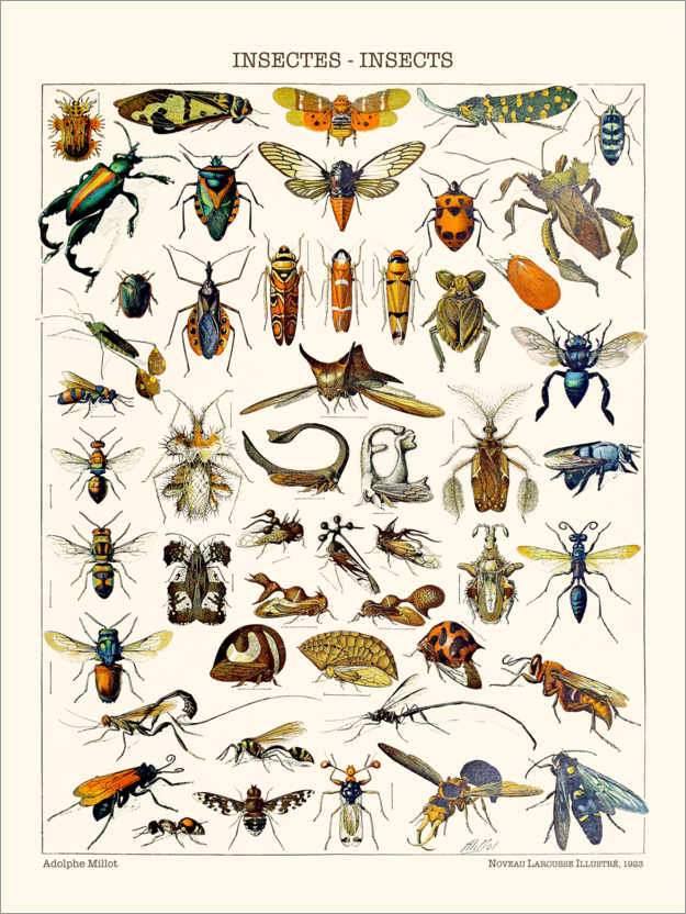 Jigsaw Puzzle | 130 pieces | Insects part 2 | Jigidi