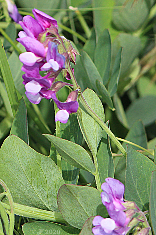 Solve Beach Pea jigsaw puzzle online with 35 pieces