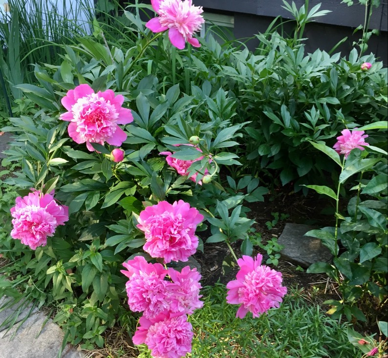 Solve Spring is busting out all over jigsaw puzzle online with 16 pieces