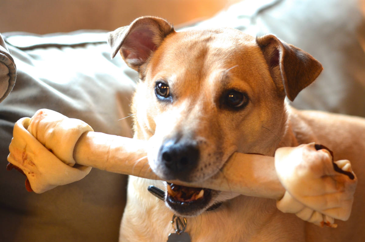 Jigsaw Puzzle | Bailey's Bone | 96 pieces | Jigidi