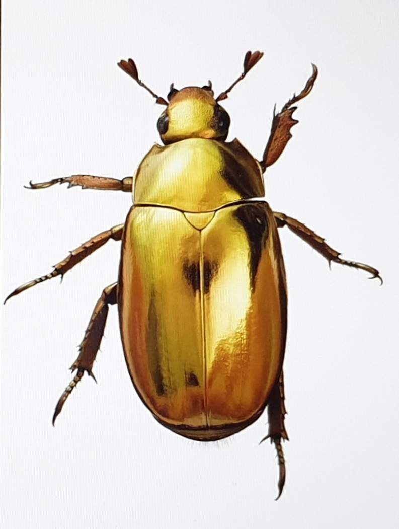 Jigsaw Puzzle | JEWEL SCARAB BEETLE | 30 pieces | Jigidi