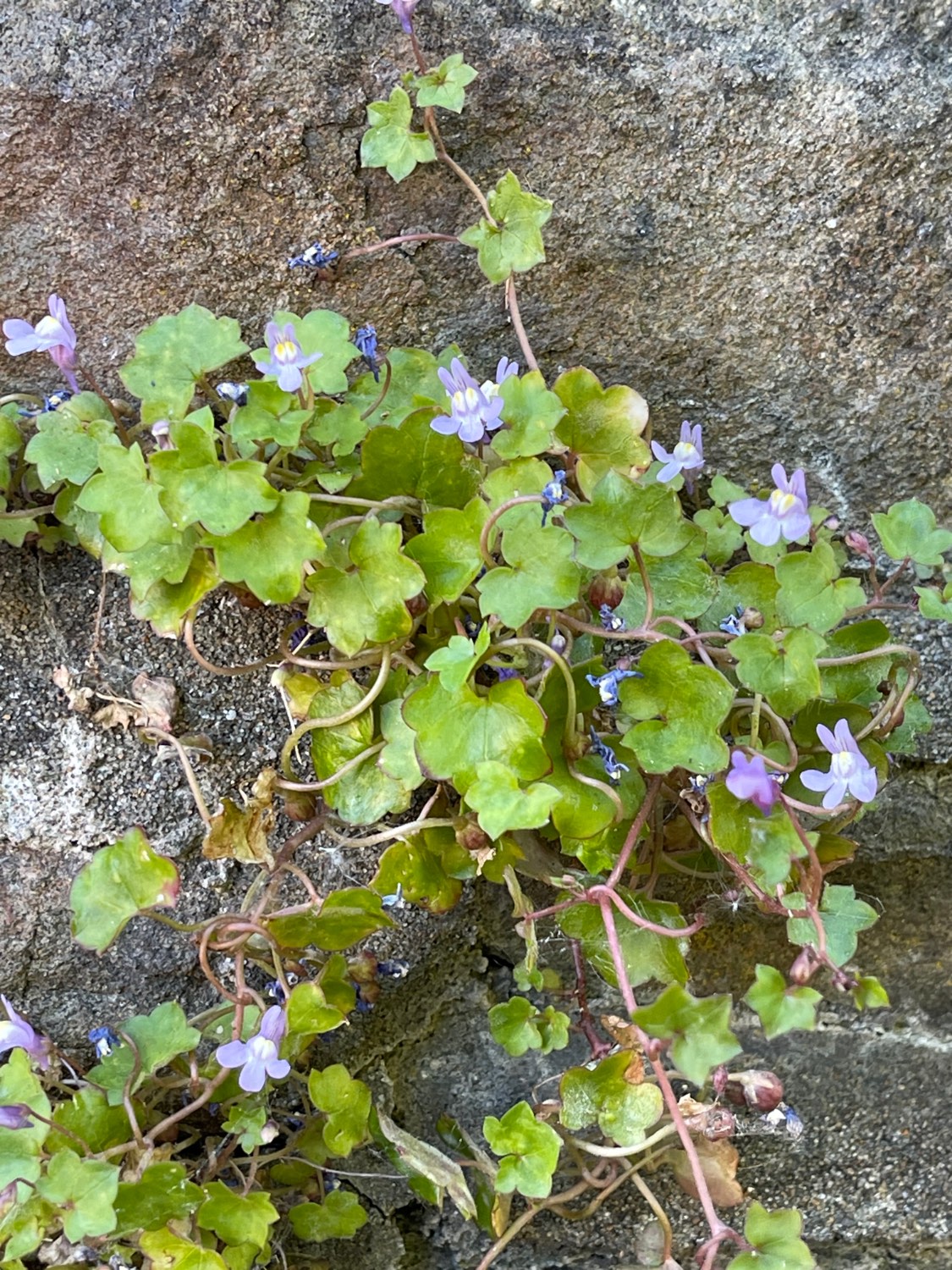 Solve Flowery, Flowery Night [Small] jigsaw puzzle online with 48 pieces