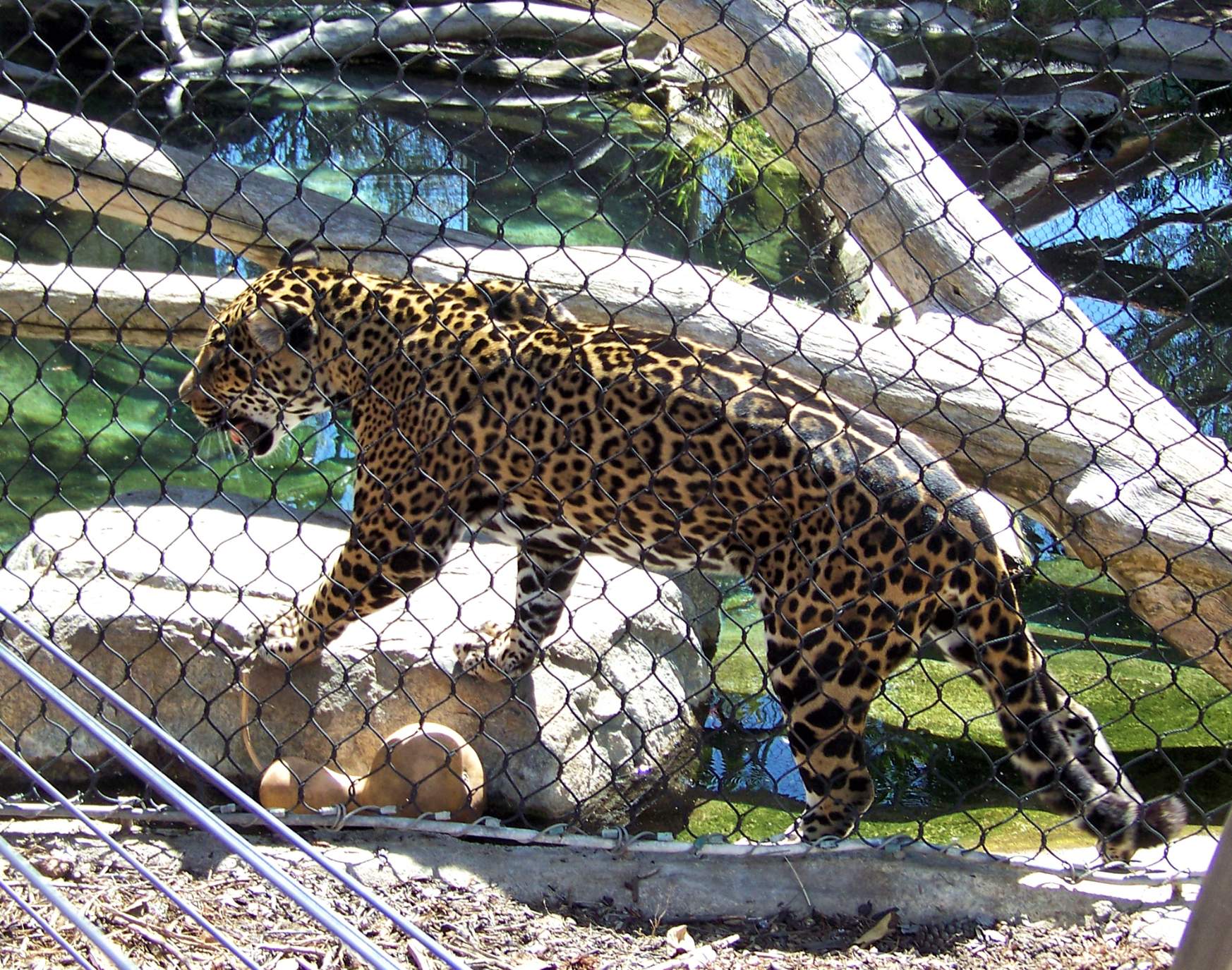 Solve San Diego Zoo - Jaguar jigsaw puzzle online with 154 pieces