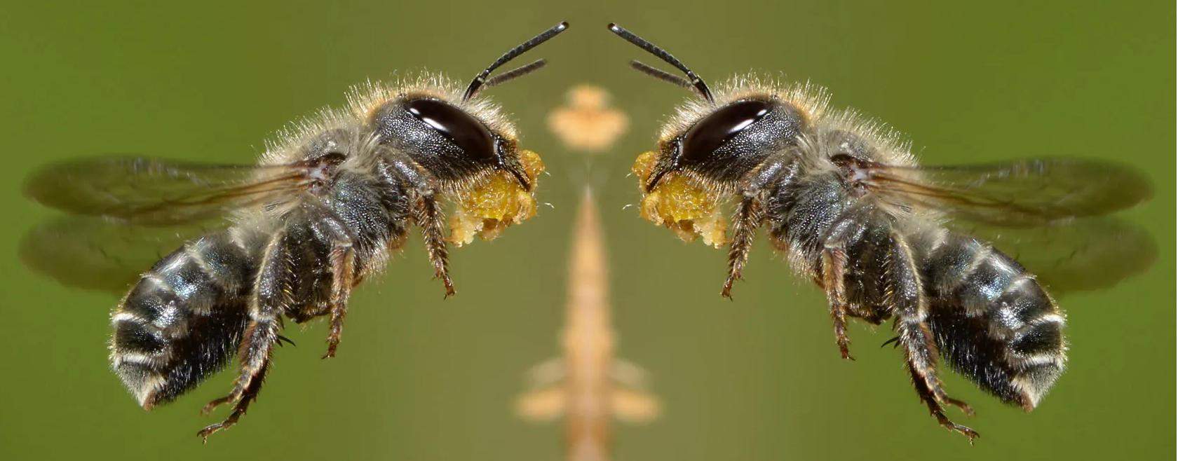 Solve Bees jigsaw puzzle online with 160 pieces