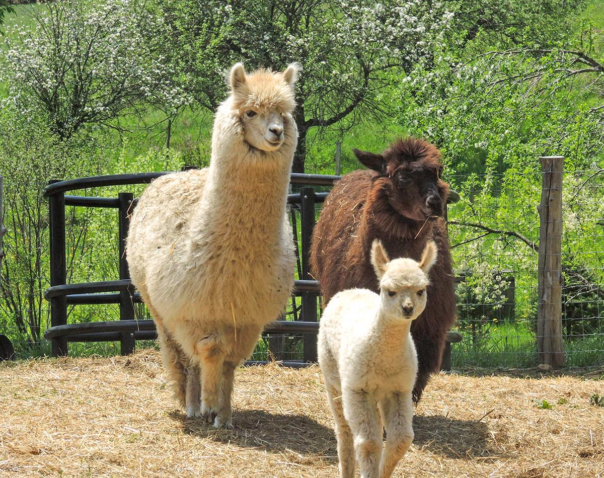 Solve Alpacas jigsaw puzzle online with 63 pieces