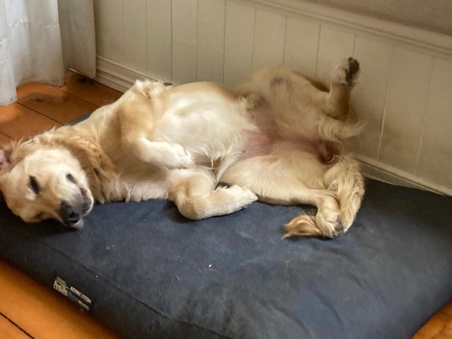 Solve A pooped pooch jigsaw puzzle online with 12 pieces