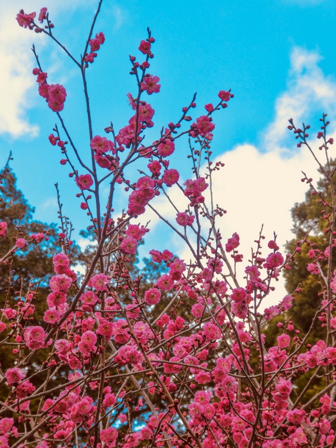 Jigsaw Puzzle | 48 pieces | Spring has arrived in Hokkaido | Jigidi